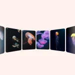 Draggable & Touch-friendly Carousel In Vanilla JavaScript - embla-carousel | CSS Script